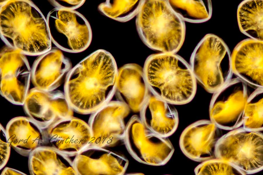 Mikroskopia, Mikrofotografie, Mikrokinematografie, Gerd Günther ...