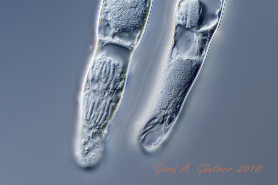 Mikroskopia, Mikrofotografie, Mikrokinematografie, Gerd Günther ...